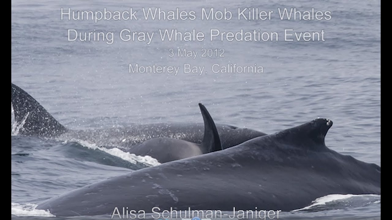 Killer Whales Prey On Gray Whale Calf, Humpbacks Interfere; Monterey ...