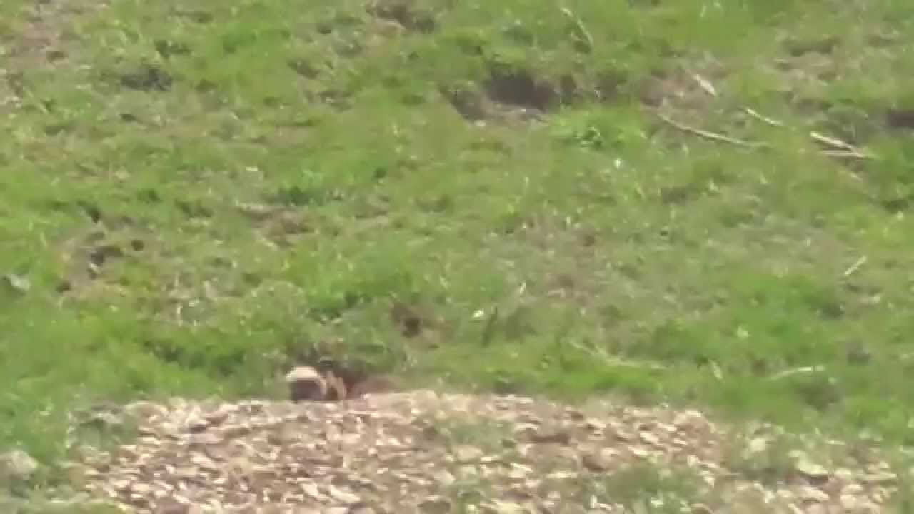 hunting groundhogs - YouTube