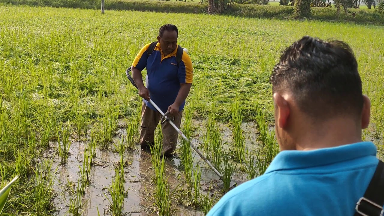 Mechanized System of Rice Intensification Weeder in Sawah Sempadan ...