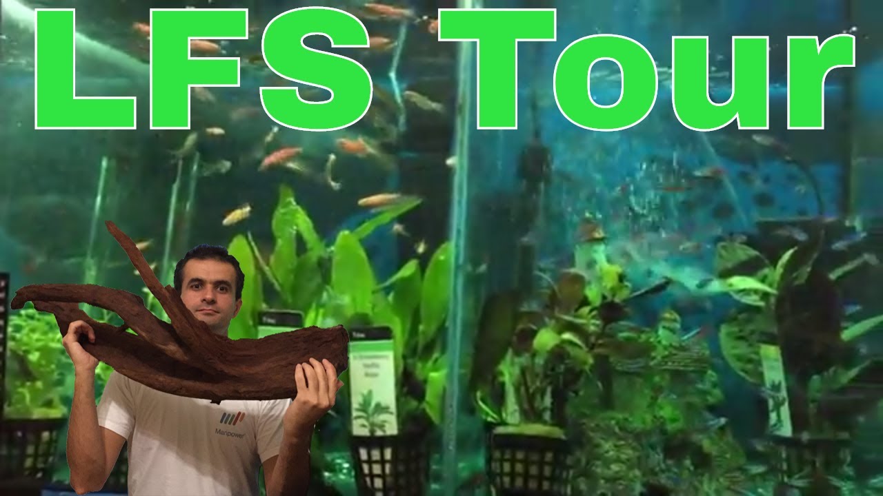 LFS (Local Fish Store) Tour: Only Freshwater Aquariums - YouTube