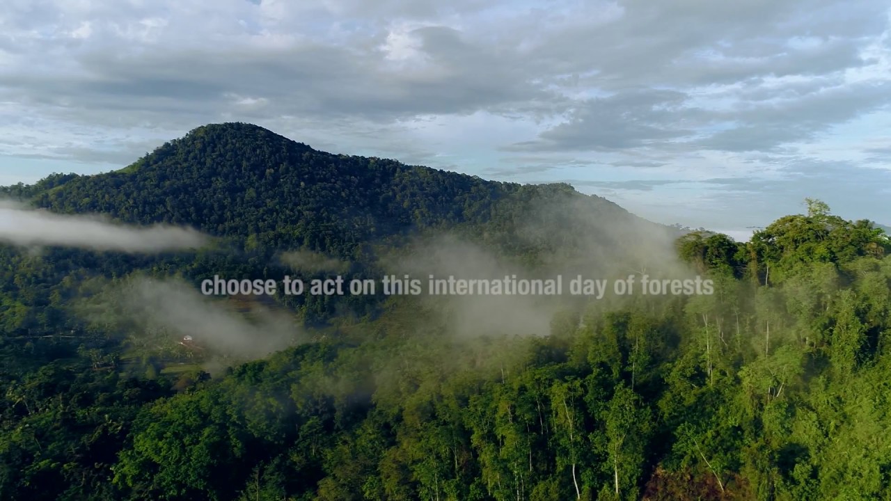 How one man grew a forest - YouTube