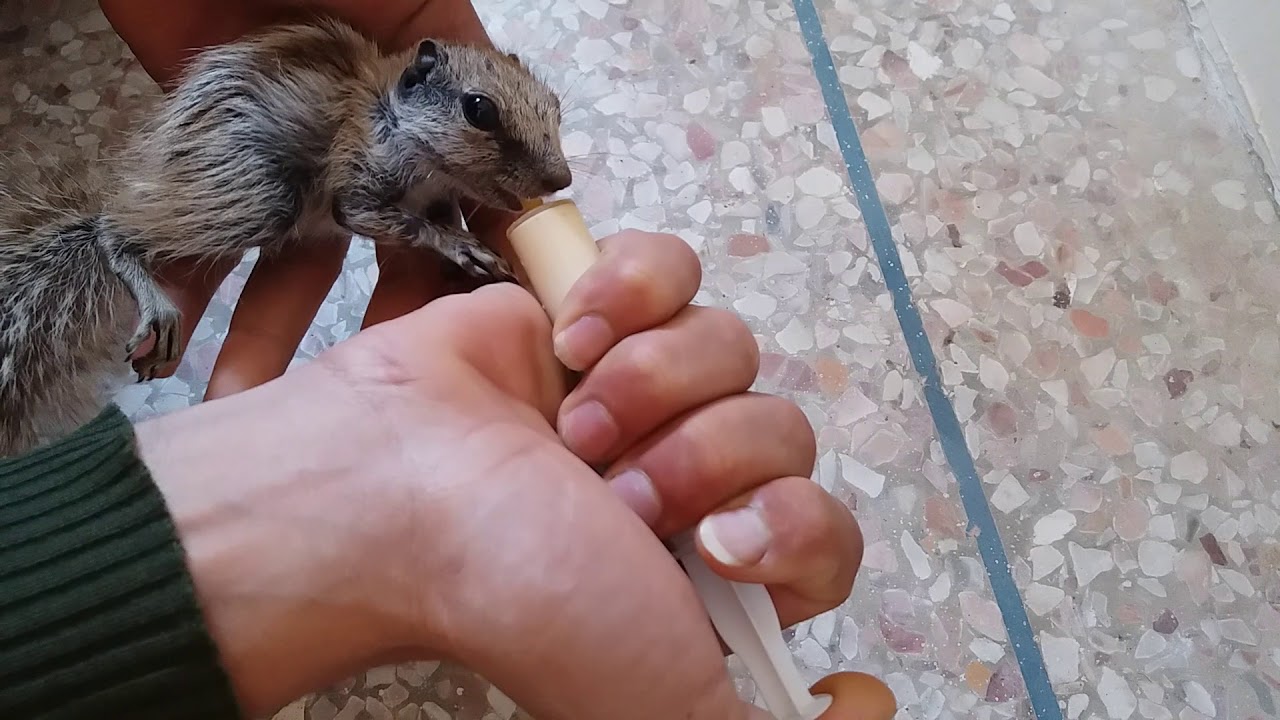 How To touch a squirrel ترويض السنجاب البري - YouTube