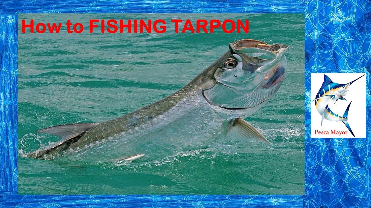 How to FISHING TARPON - YouTube
