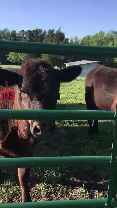 Say hello to cows ! - YouTube