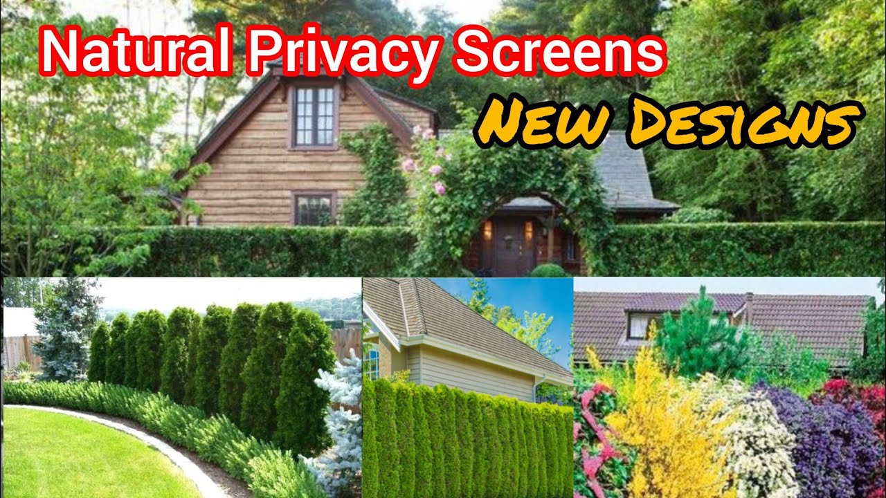 Natural Privacy Screens | Backyard privacy screen ideas - YouTube