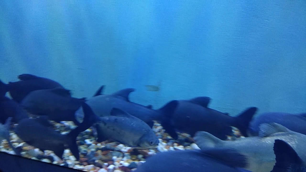 Piranhas at Abyss aquarium..Verna (Goa) - YouTube