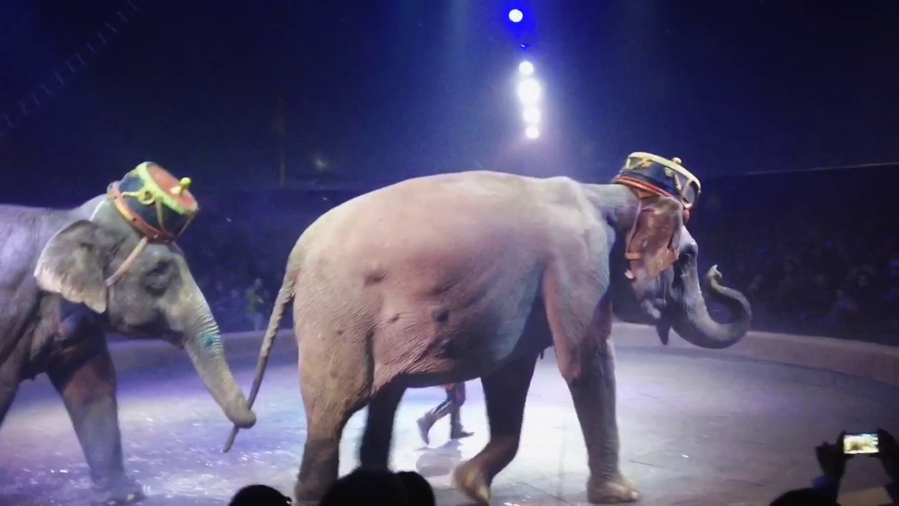 Italian Circus in Kiev. 2016/11/05 Итальянский цирк в Киев. - YouTube