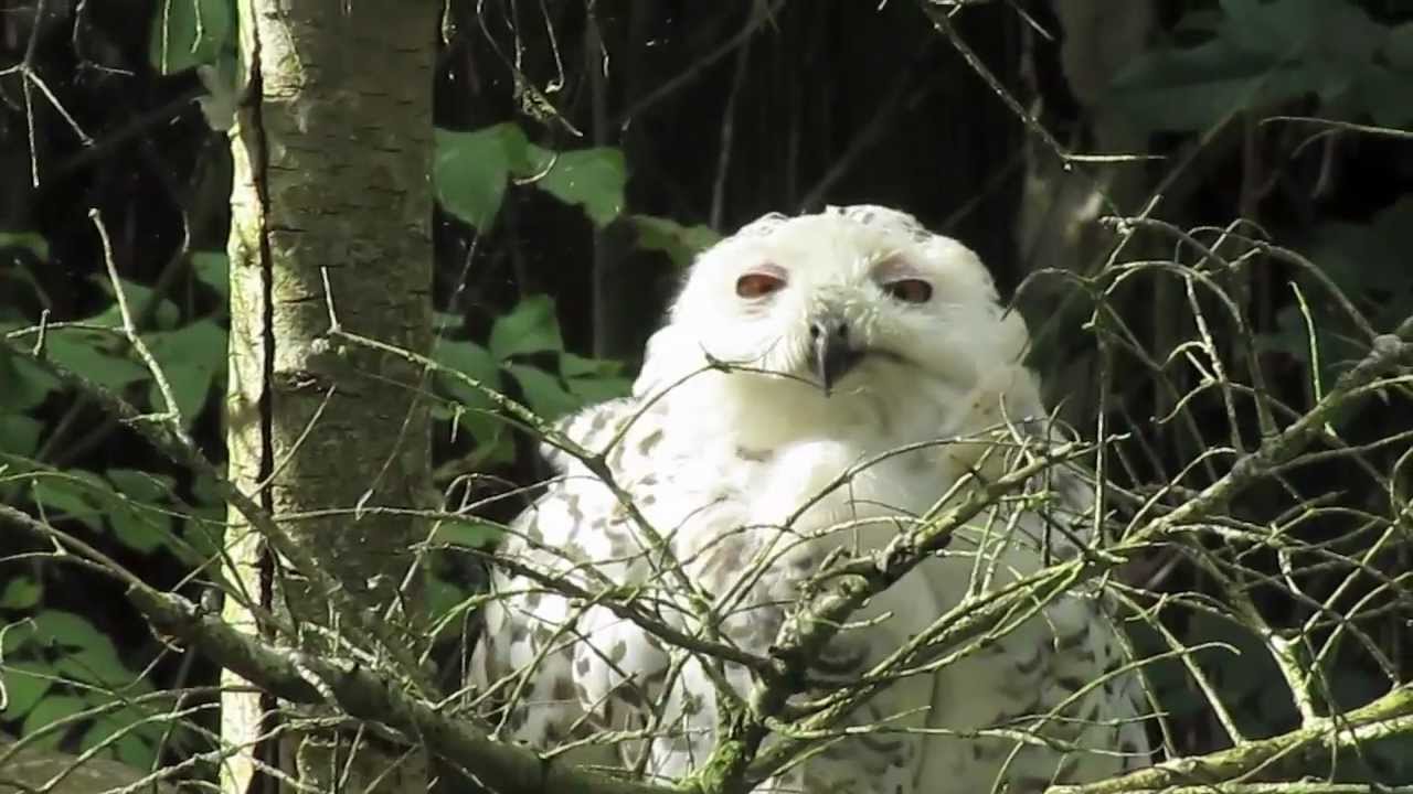 Snowy Owl is sick - YouTube