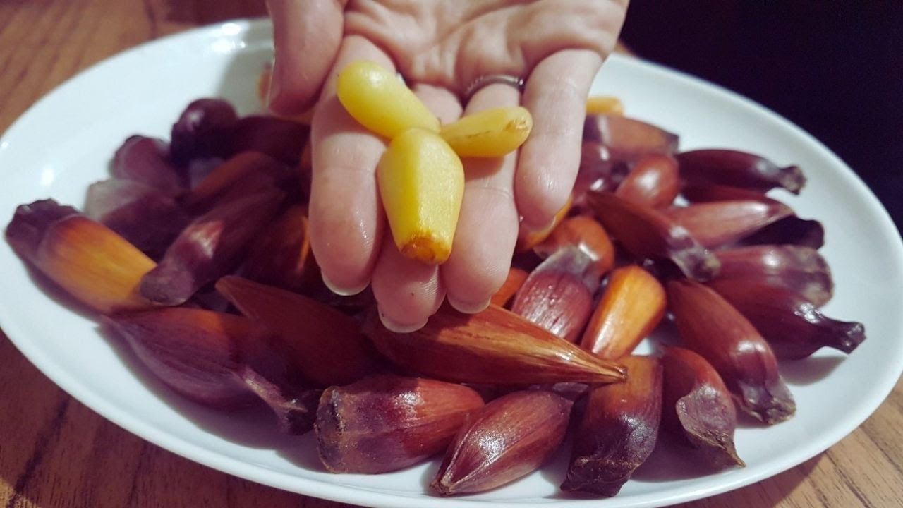 PINHÃO NA AIRFRYER | COMO FAZER PINHÃO SEM PANELA DE PRESSÕ [ RECEITA ...