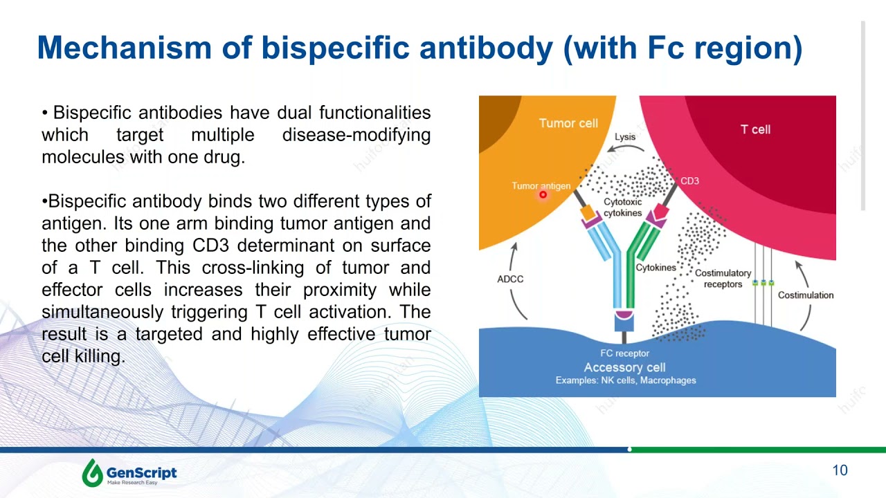 Therapeutic Recombinant Antibody Development with Next Generation ...