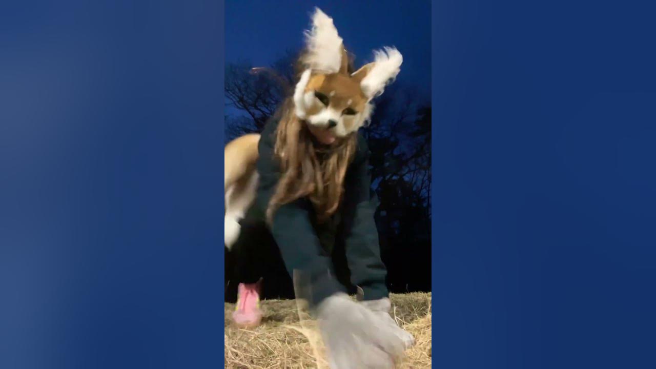 Playful silly fox [no sound] #theriangear #theriantropy #therian # ...