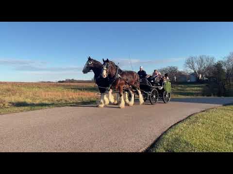 Hear the clip/clop of two GIANT Clydesdales