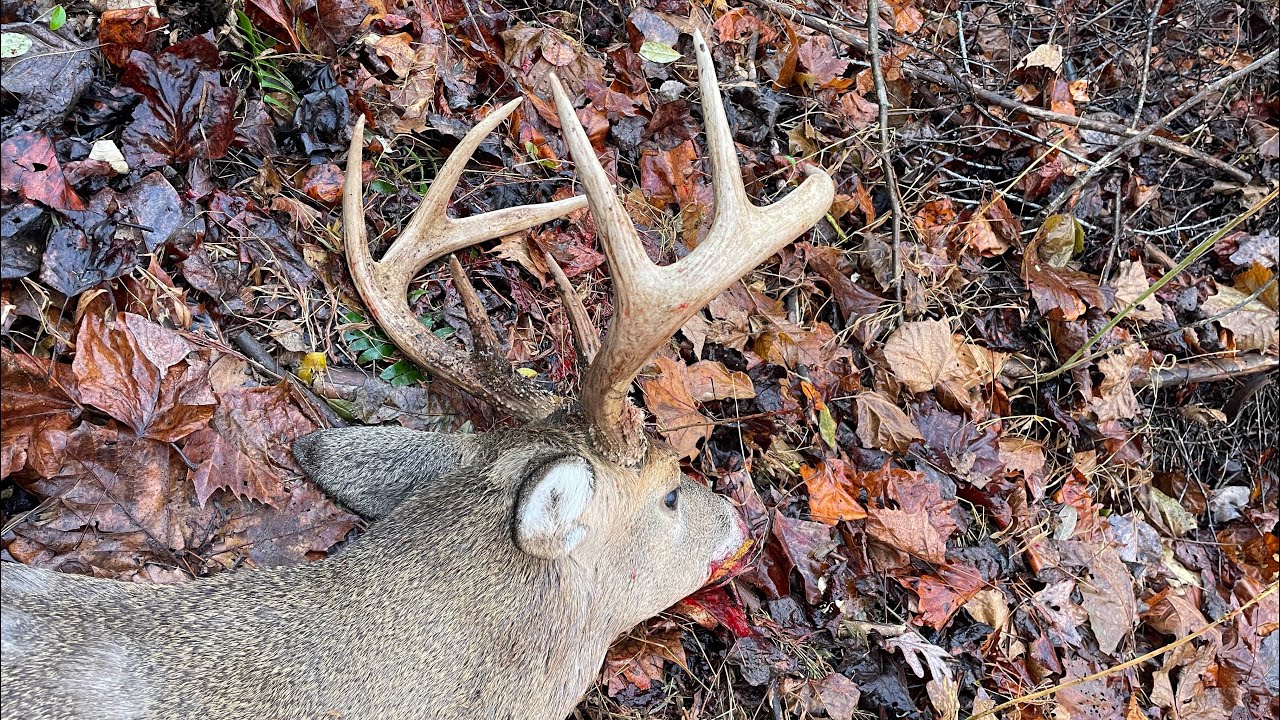 Virginia 8 Pointer Killed From the Ground - YouTube