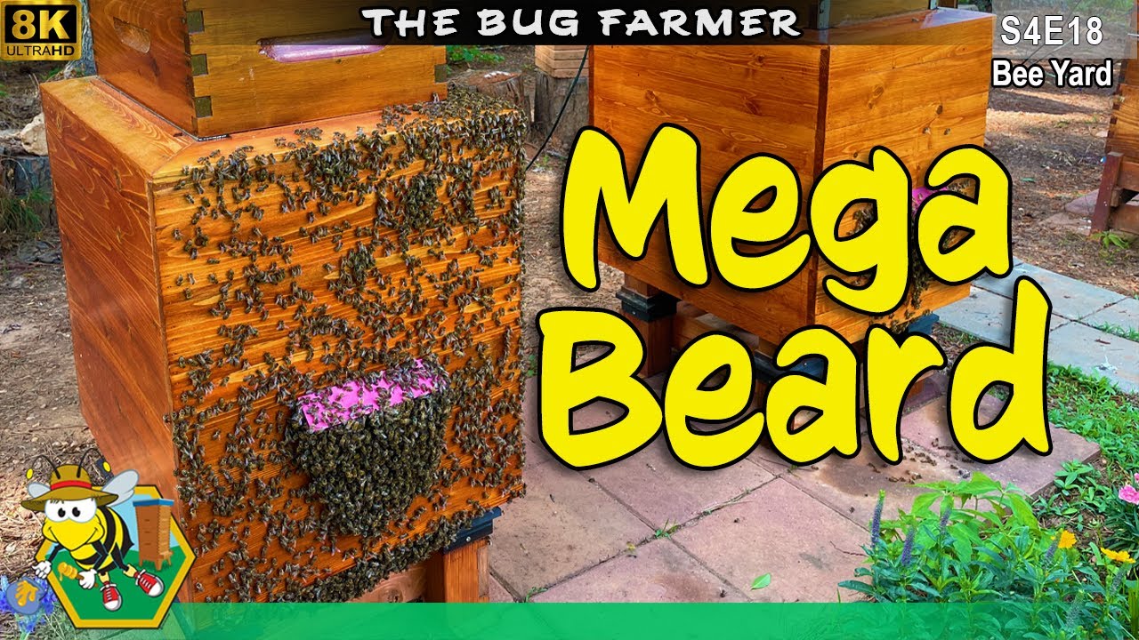 Mega Bearding | Everything is bigger in a Bee Barn #8K #beekeeping # ...