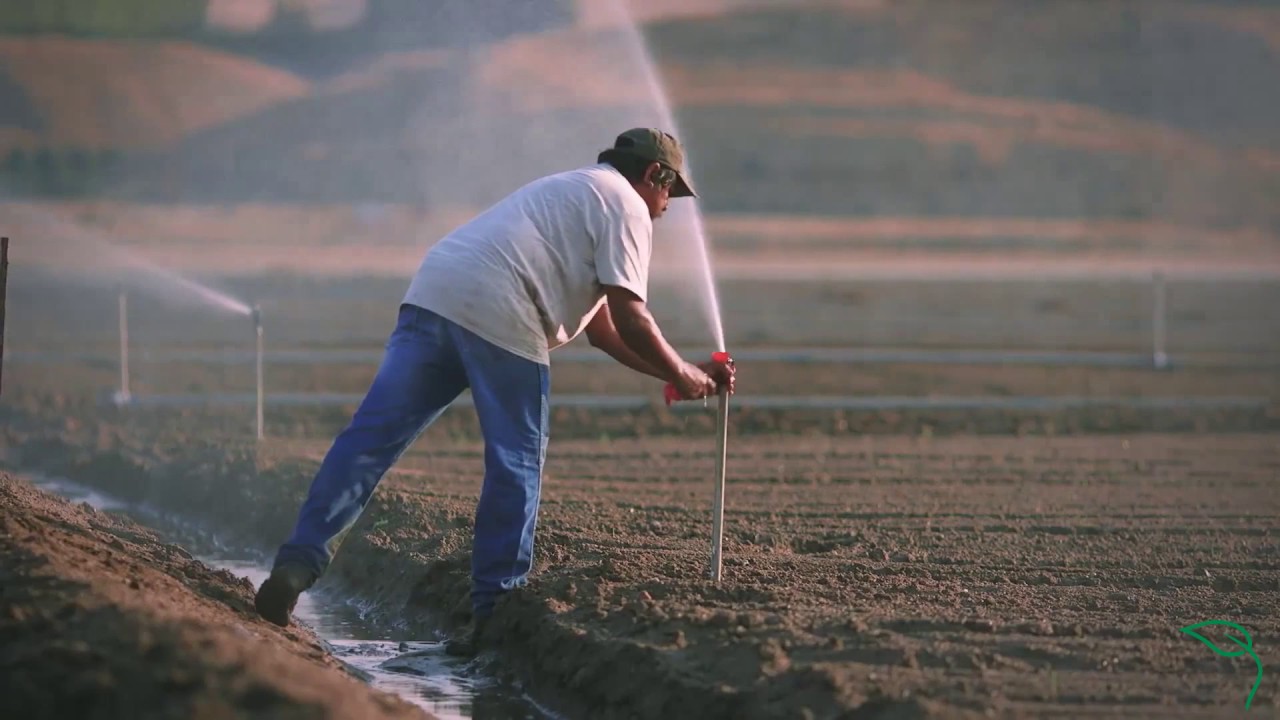 Hydrogen Peroxide in Irrigation Systems - YouTube