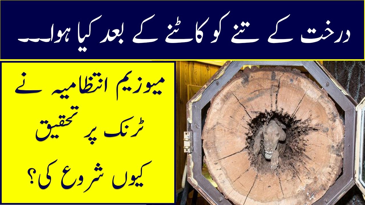 Mummified dog found inside a tree trunk - YouTube