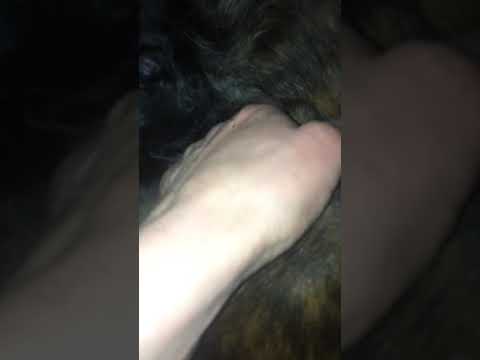 Küçüğe içirmiyorlar süt meme emme #yavruköpekler #meme #süt