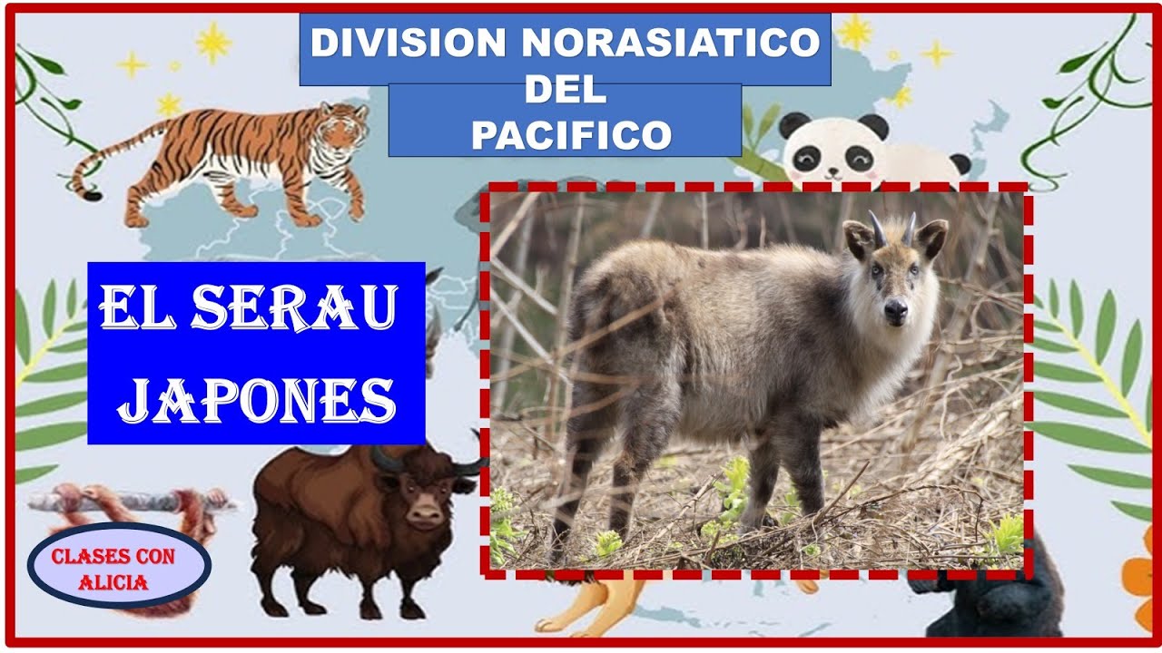 GACETA ANIMAL - EL SERAU JAPONES - DIVISION NORASIATICA DEL PACIFICO ...