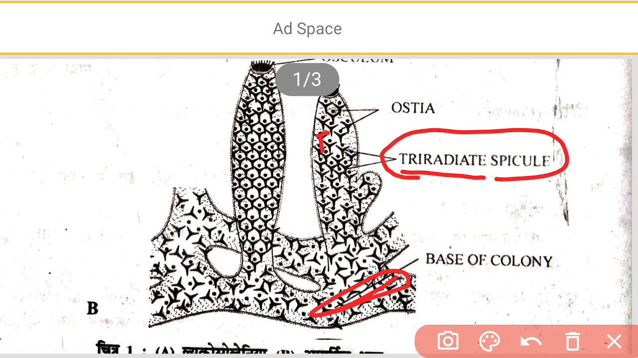Leucosolenia Spicules Labeled