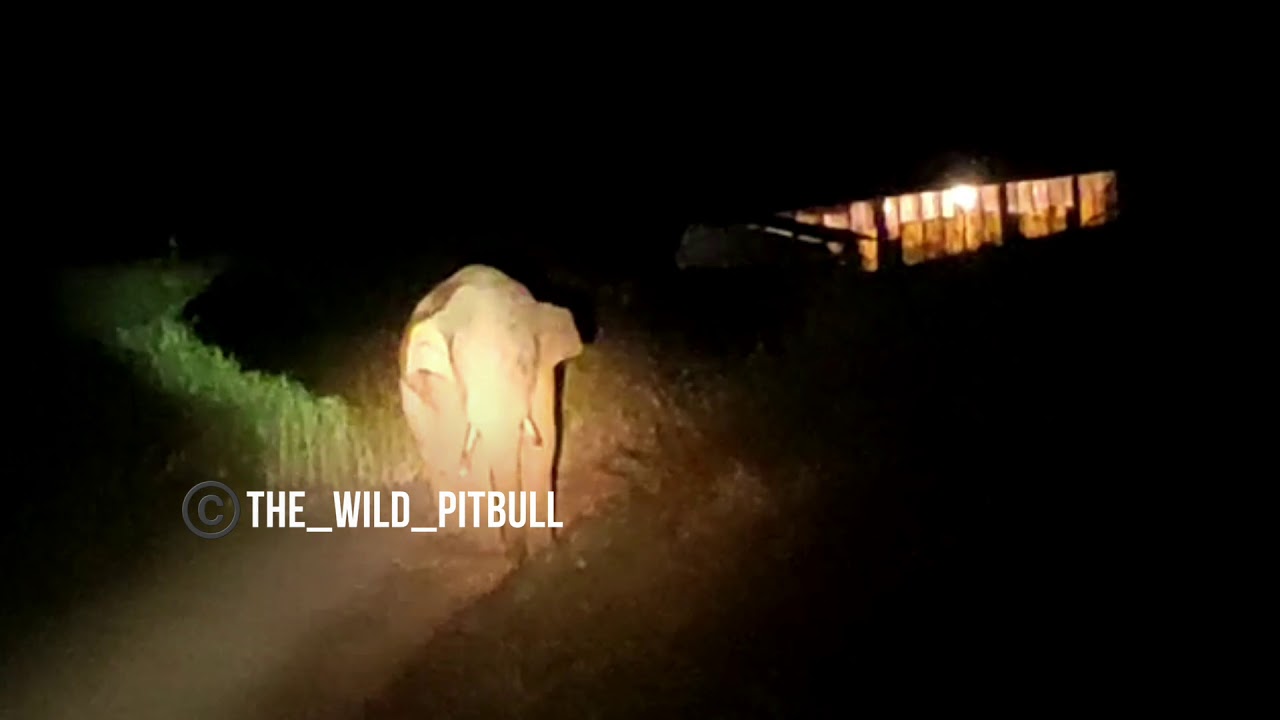 Close Encounter With the Wild Elephant| Destroyed farm | - YouTube