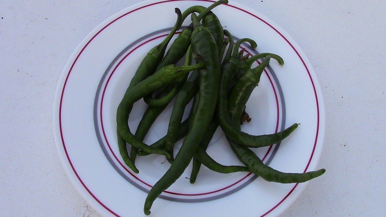 COMO SEMBRAR GUINDILLAS VERDES PICANTES (cultivos de terraza) - YouTube