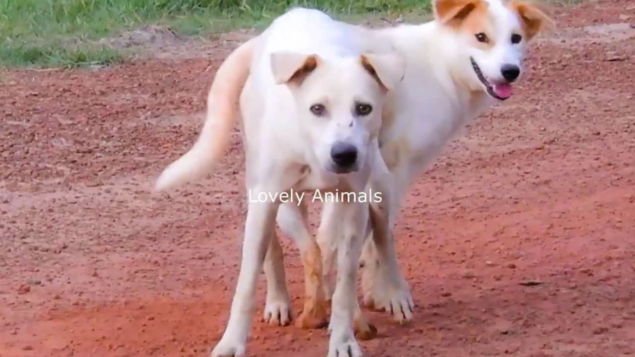 063 Kelpie and Phu Quoc Ridgeback happy meeting at the countryside ...