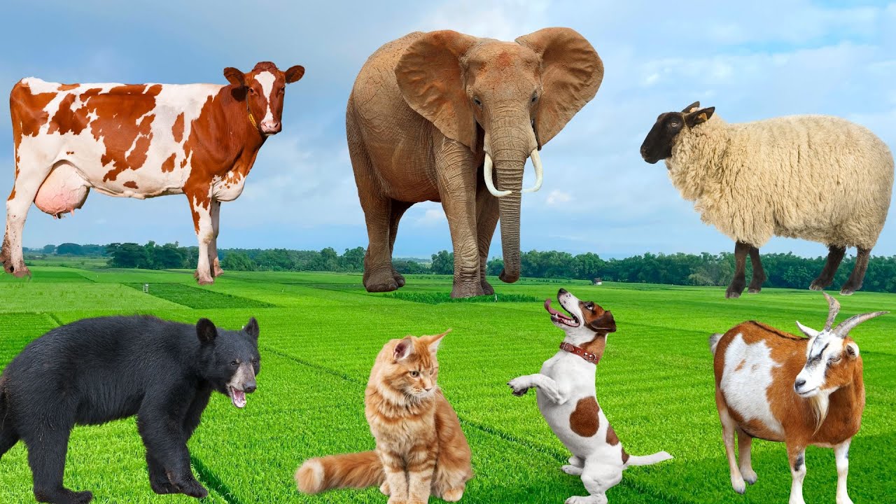 Cute Animal Collection: Dogs, Cats, Sheep, Cows, Elephants, Chickens ...