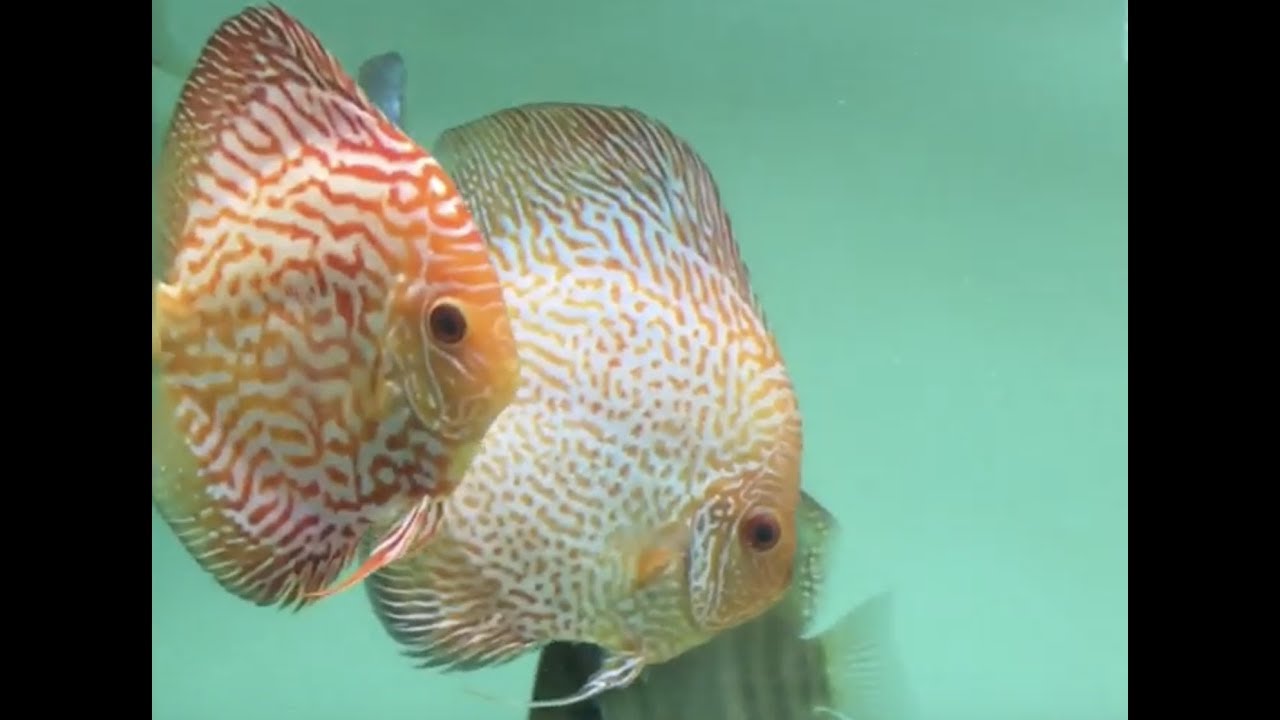 Super Pigeon Snakeskin Discus Possible Pair - YouTube