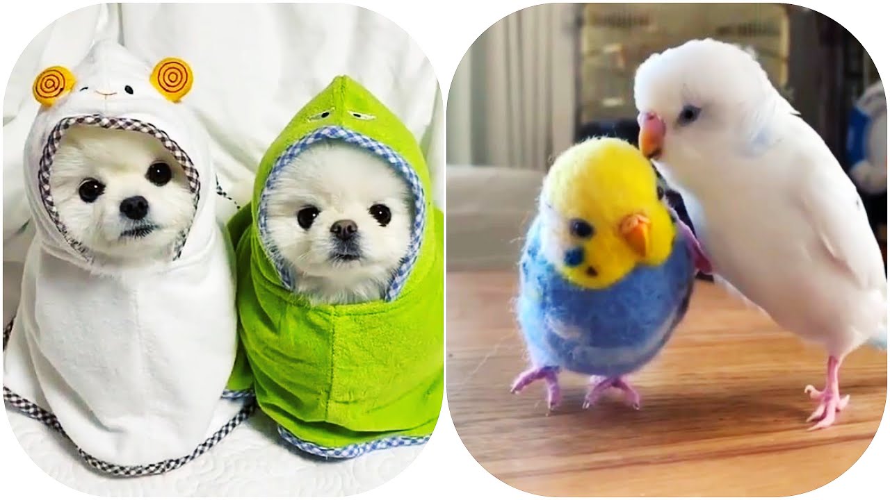 Cute Baby Animals Videos Compilation cute moments of the animals - Pet ...