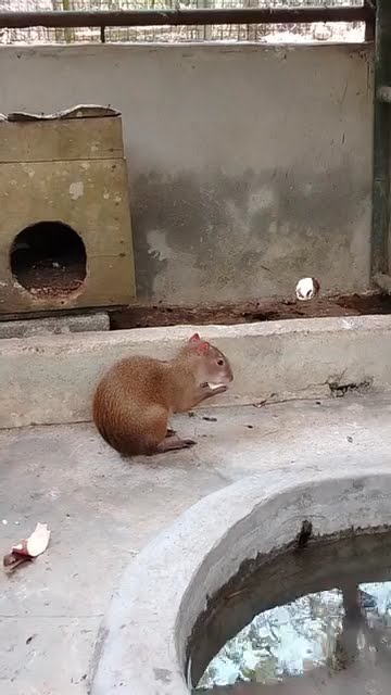 El ñeque quinco o capibara cual es el nombre correcto - YouTube