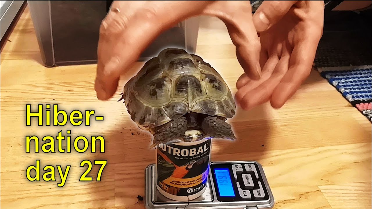 Russian tortoise hibernation in the fridge day 27 - YouTube