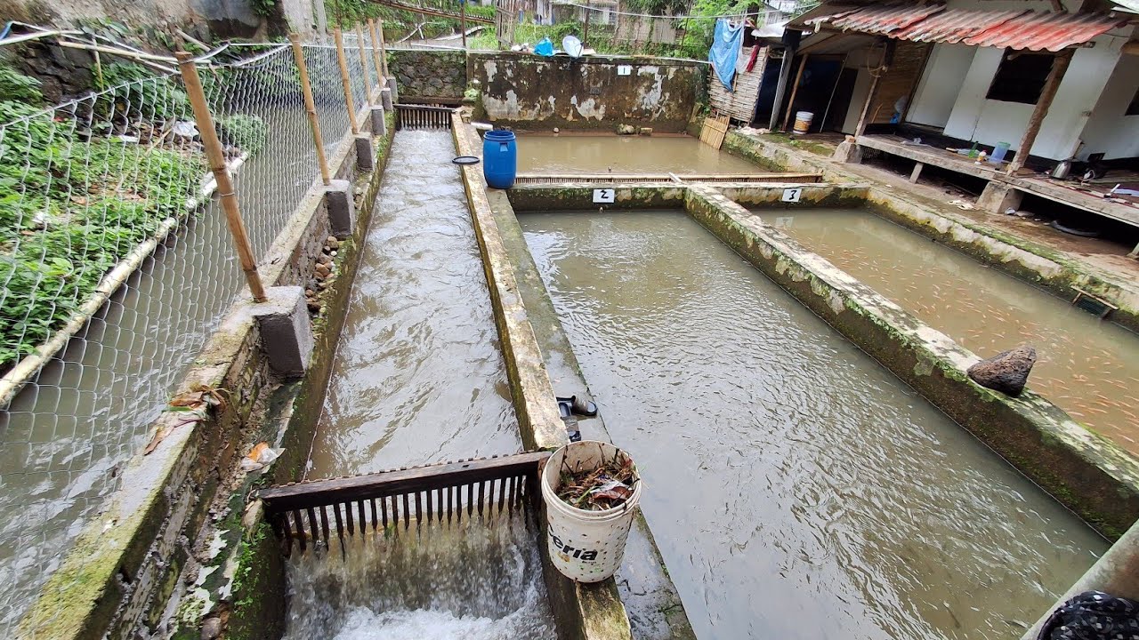 CARA KERJA KOLAM AIR DERAS DISUBANG JAWA BARAT - YouTube