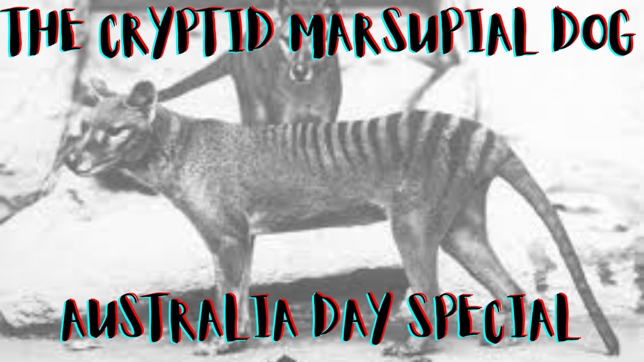 The Tasmanian Tiger: The "Cryptid" that's Being Brought Back from the ...