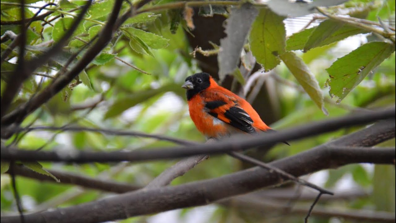 FSA Red Siskin cross from Venezuela - YouTube