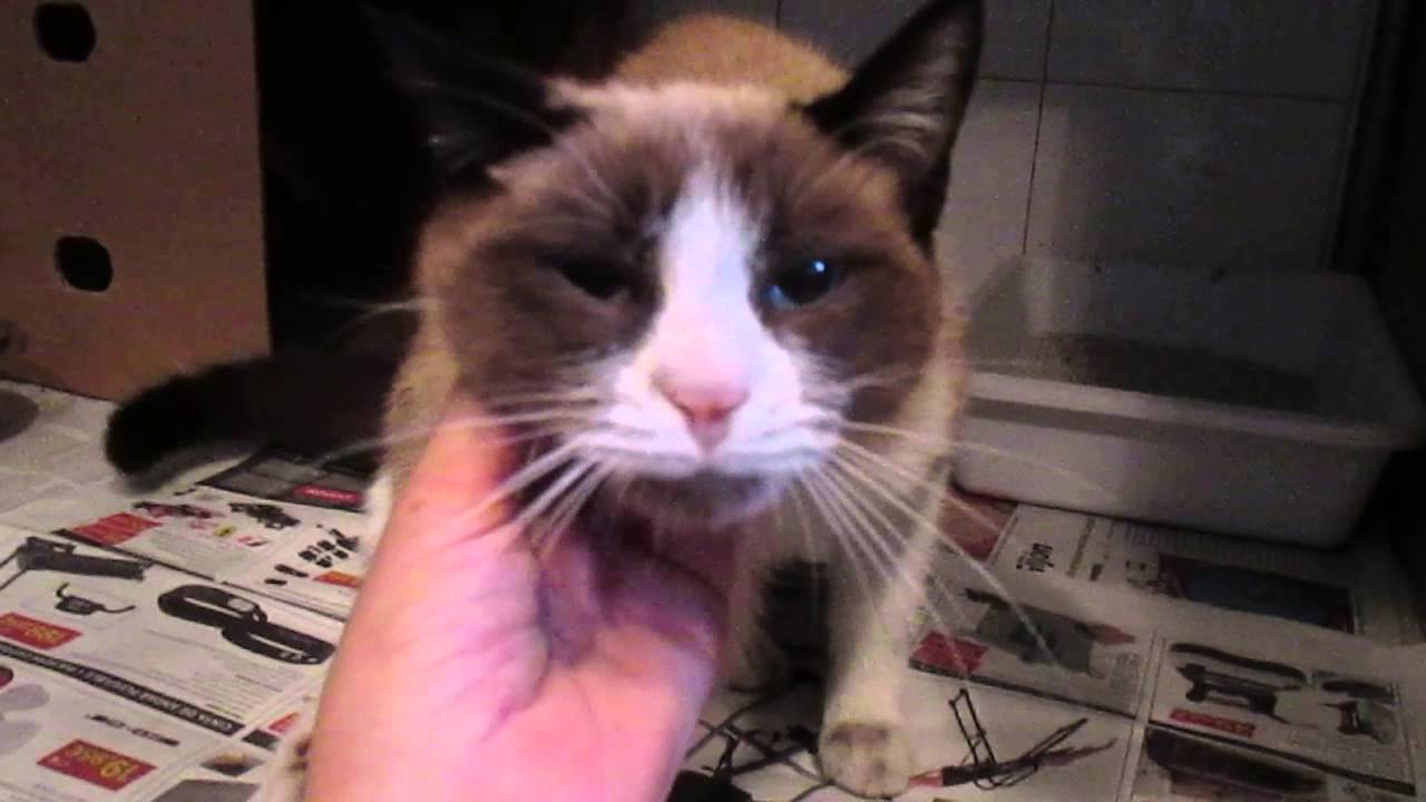 MVI 1253 YouTube mvi-1253-youtube