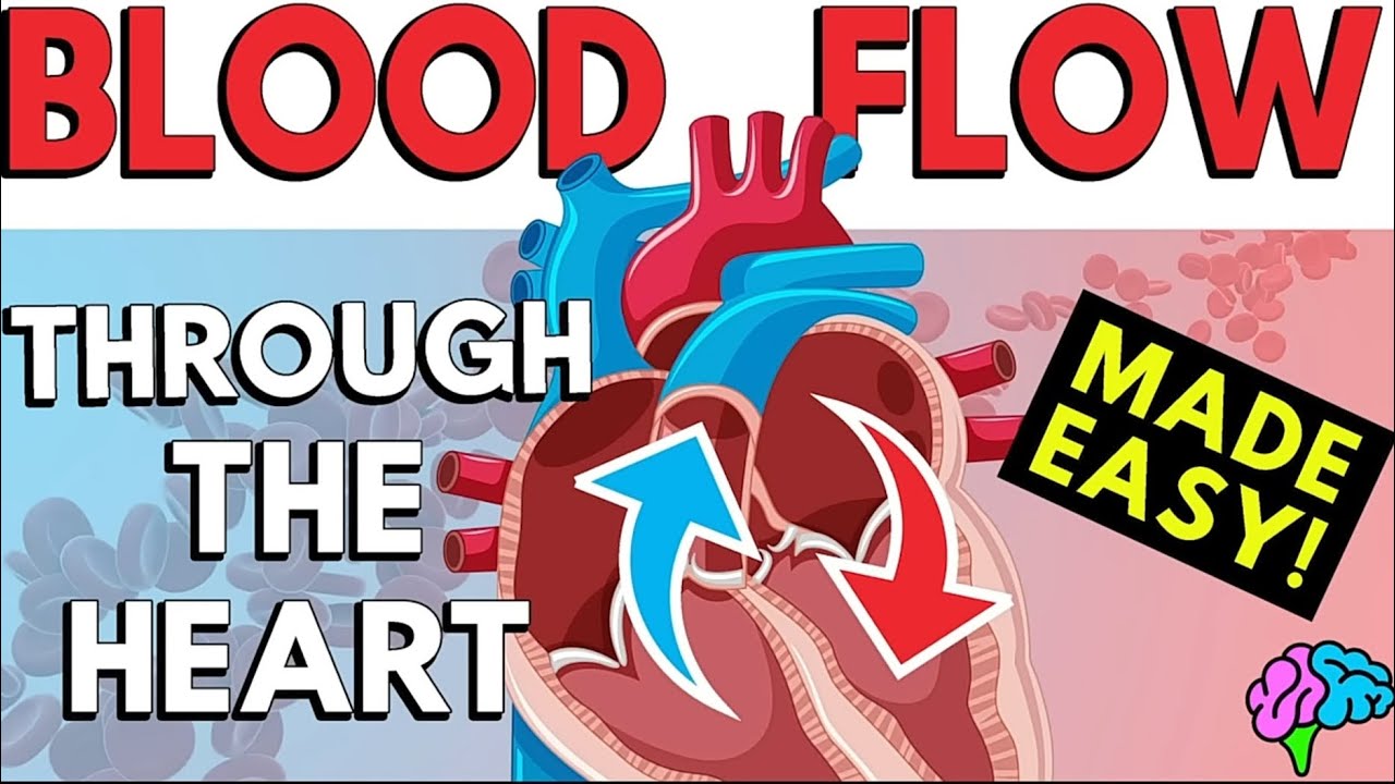 Chapter- 8 How the Human Heart Works | Amazing Facts About Our Heart ...
