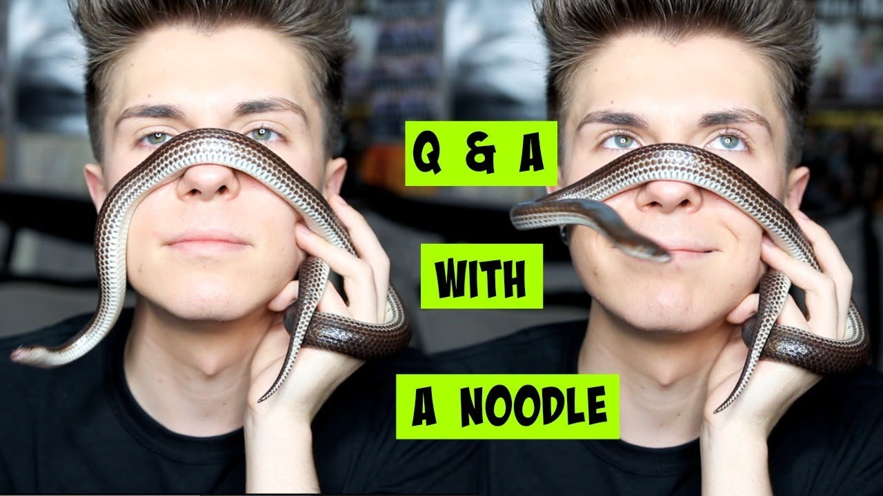 Q&A w/ My HOLO Snake (noodle) | WHATS MY FAVORITE PET - YouTube