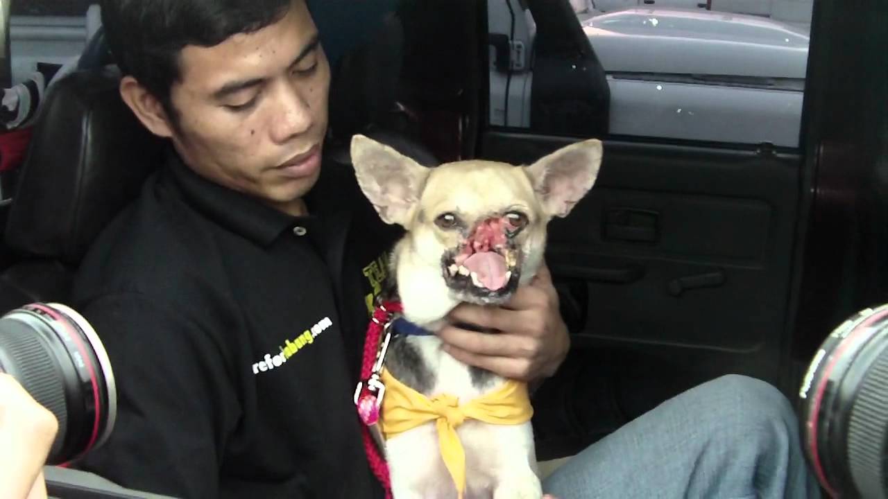 Kabang, the Hero Dog, flying to US for badly needed facial surgery ...