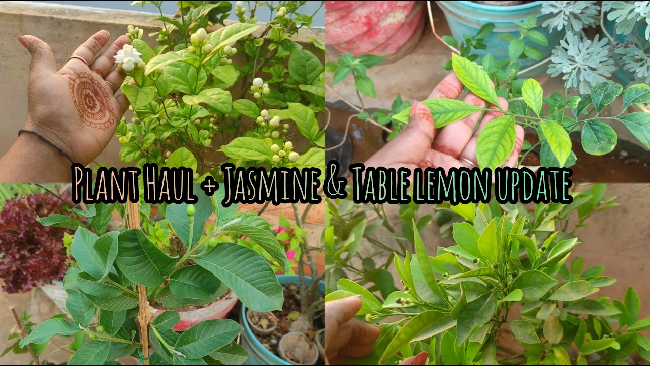 Plant Haul | Mosambi, Pink Guava, Black Berry, Clove Tulsi | Jasmine ...
