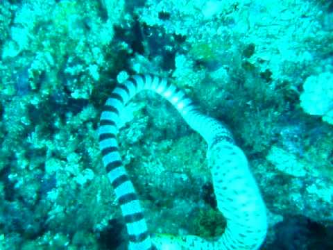 Sea snake eating a Moray eel - YouTube