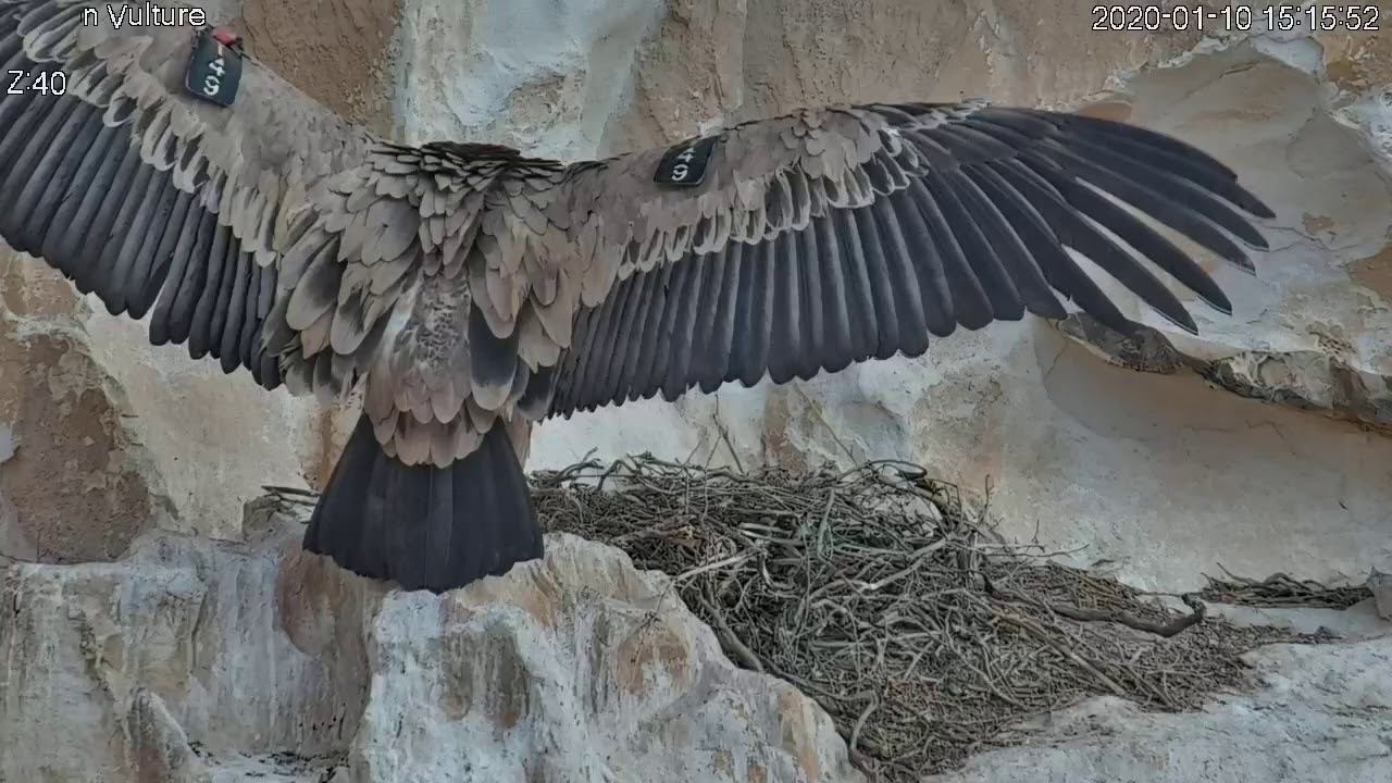 10/01/2020 15:15 Poop, stretch, egg roll, back to incubation (Israel ...