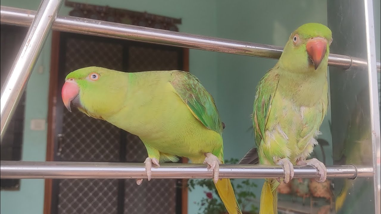 🦜 Parrot Vomiting Q Karte Hai 🦜#parrotcare #@ManishaBodekar.official # ...