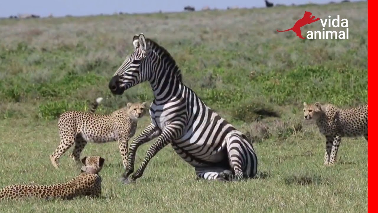 Chitas derrubam zebra em cena inacreditável da savana - VIDA ANIMAL ...
