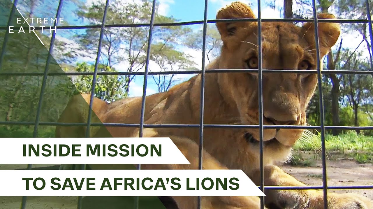 A Lion Cub’s First Day in the Wilderness | Lion Country - YouTube