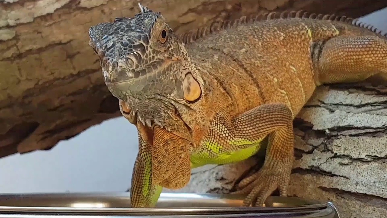 Red Green Iguana