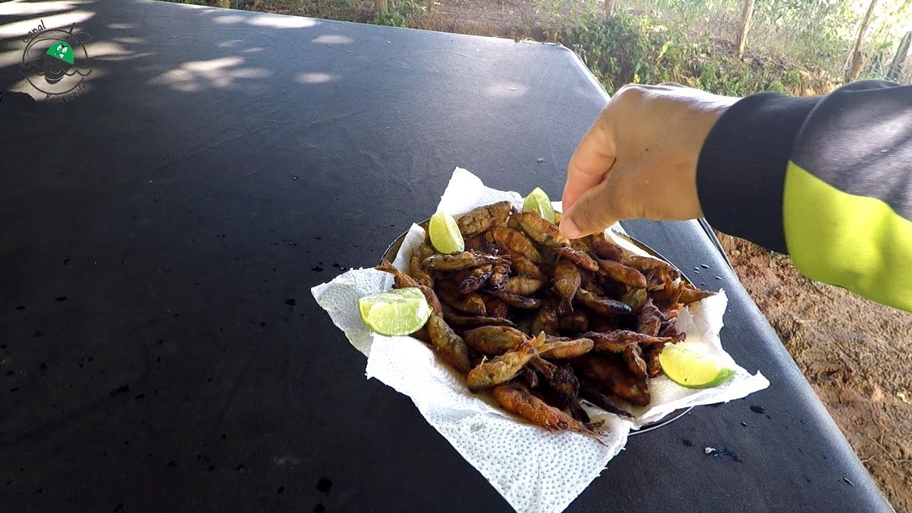 frito de lambari (piaba )na beira do Açude - YouTube
