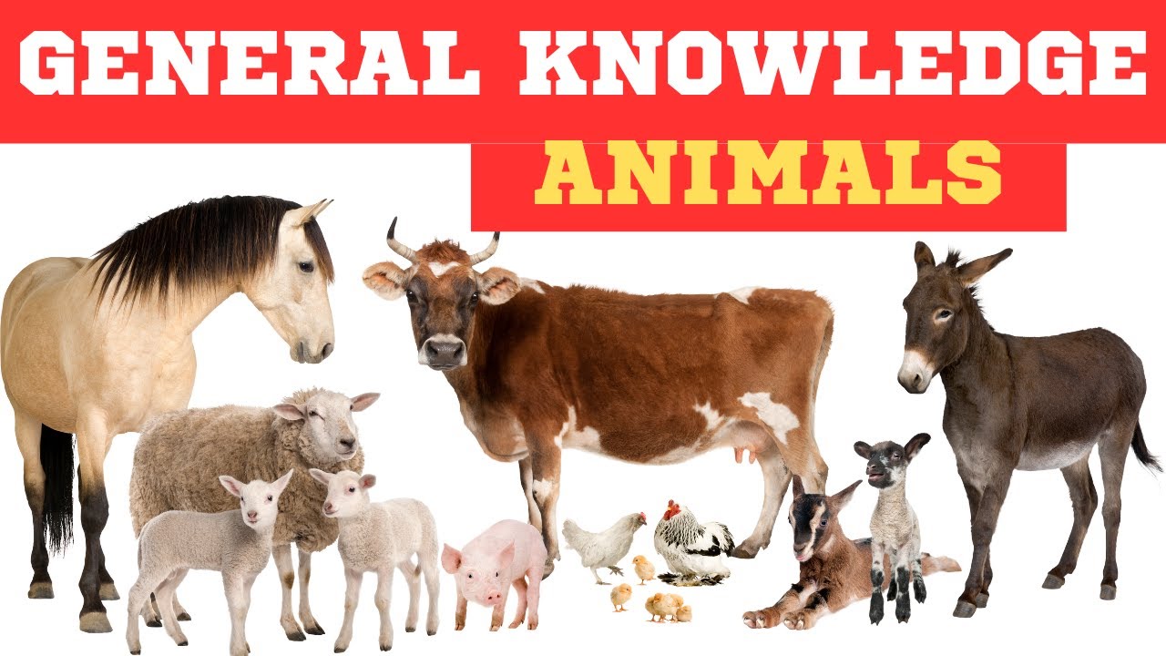 General Knowledge Quiz - Animals 🐶🐱🐨 - YouTube
