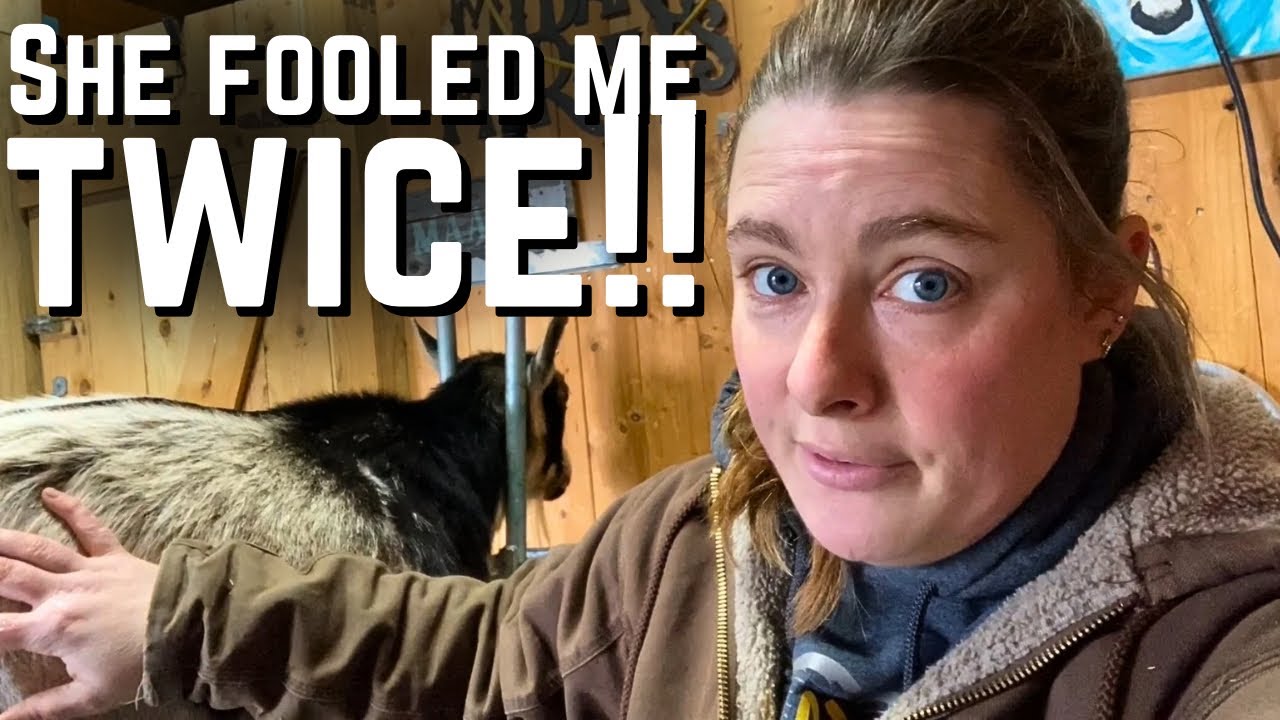 Rapunzel the Goat Fooled Me Twice and I Had A Terrible Surprise 😭😭😭 ...