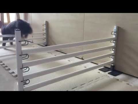 Rabbit Agility Hopping Training - YouTube