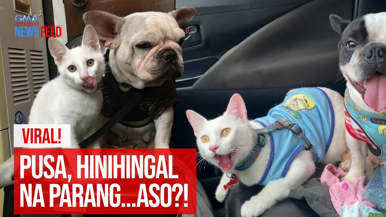 VIRAL! Pusa, hinihingal na parang...aso?! | GMA Integrated Newsfeed ...